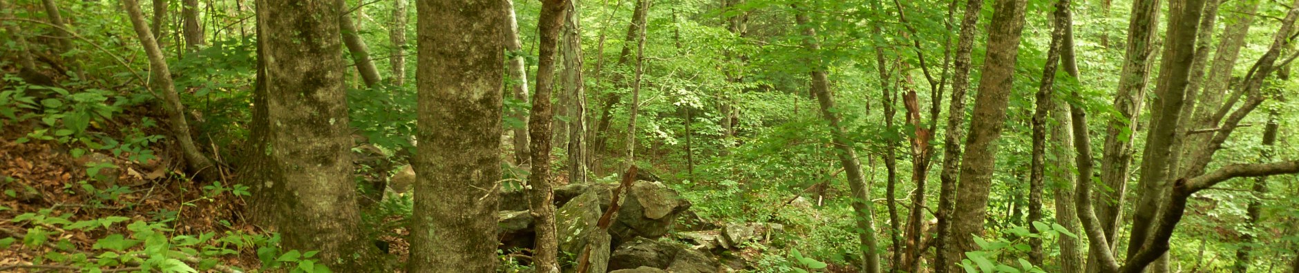 Bathing in the Glow of the Forest – Walking the Air Line Trail | The ...