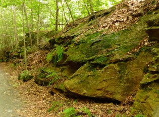 Bathing in the Glow of the Forest – Walking the Air Line Trail | The ...